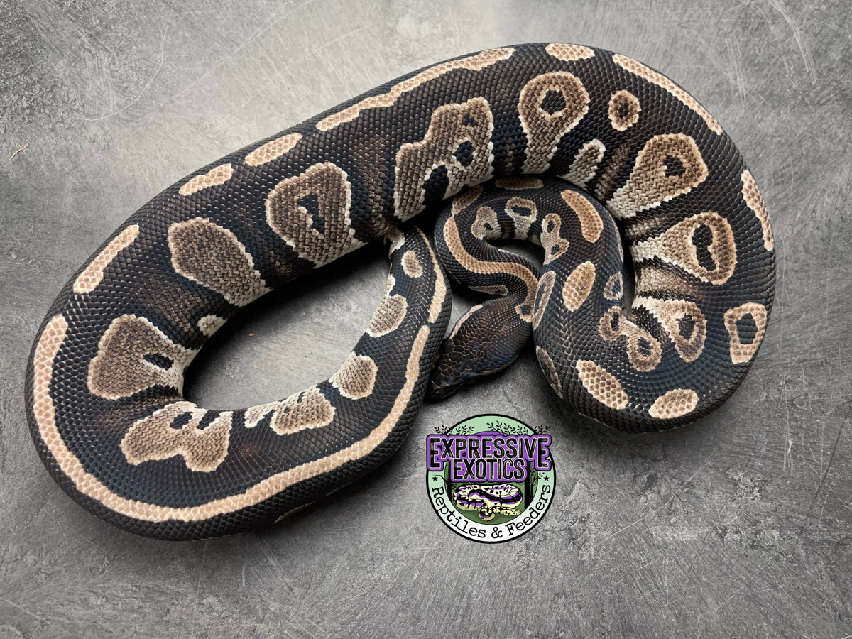 Breeder Ball Pythons – Expressive Exotics Reptiles & Feeders