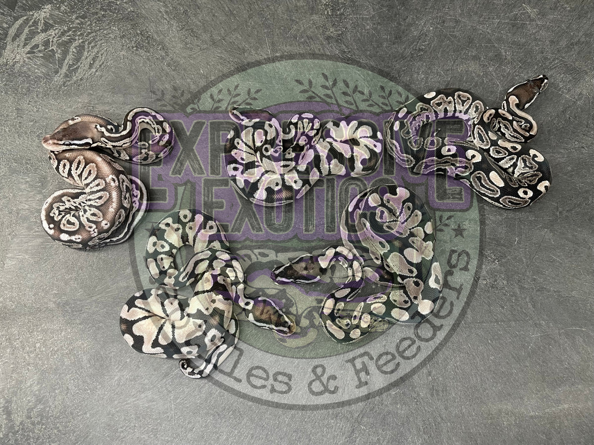 Ball Pythons – Expressive Exotics Reptiles & Feeders