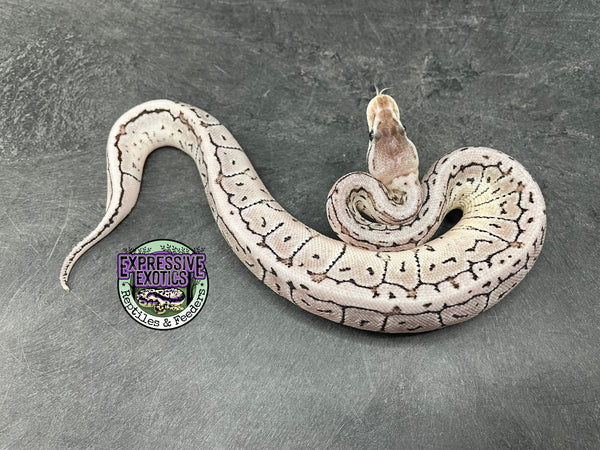 Pastel VPI Axanthic Shrapnel Pinstripe 100% het Clown - Female ...