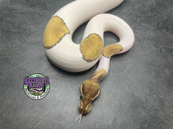 Mojave Piebald 100% dbl het VPI Axanthic / Desert Ghost 50% het Crypti ...