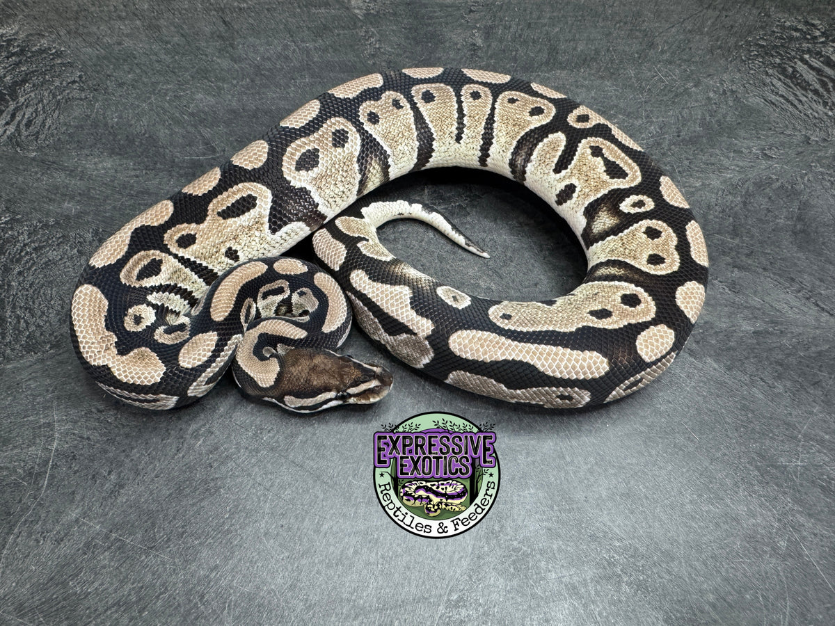 VPI Axanthic 100% dbl het Clown / Piebald - Female – Expressive Exotics ...
