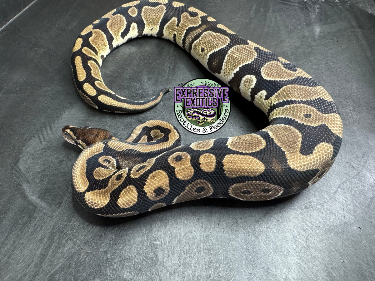 100% dbl het VPI Axanthic / Desert Ghost 50% het Piebald - Female ...