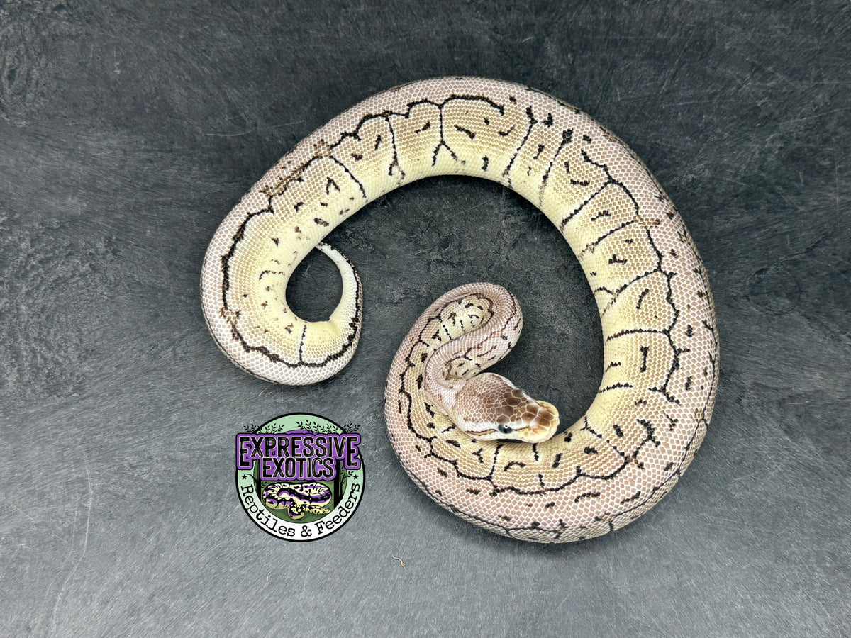 Pastel VPI Axanthic Shrapnel Pinstripe 100% het Clown - Female ...